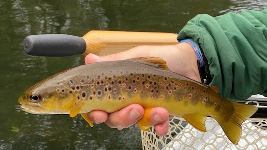 Spring Trout Fishing - Cape Fear Flyfishers